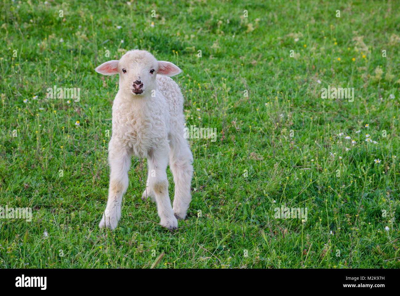 Cute Lamb Stock Photos & Cute Lamb Stock Images - Alamy