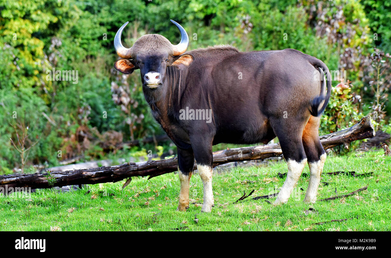 Good looking animals hi-res stock photography and images - Alamy