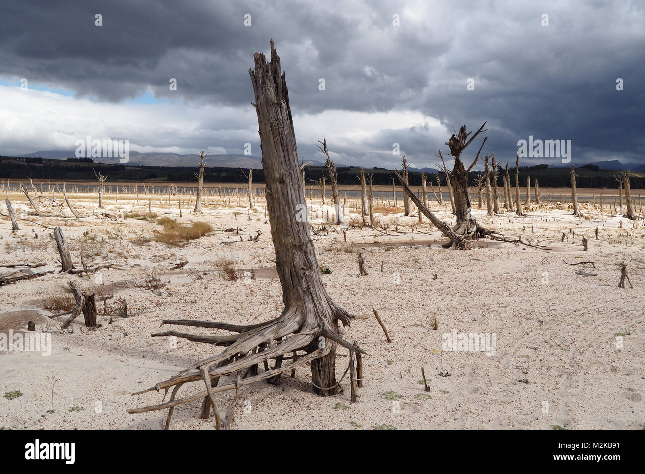 desert trees in a dry dam Stock Photo - Alamy