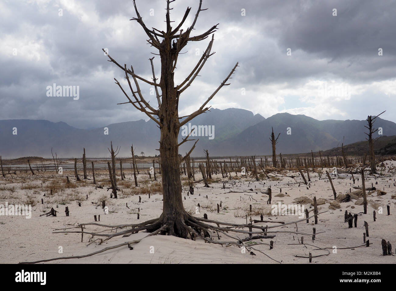 desert trees in a dry dam Stock Photo - Alamy