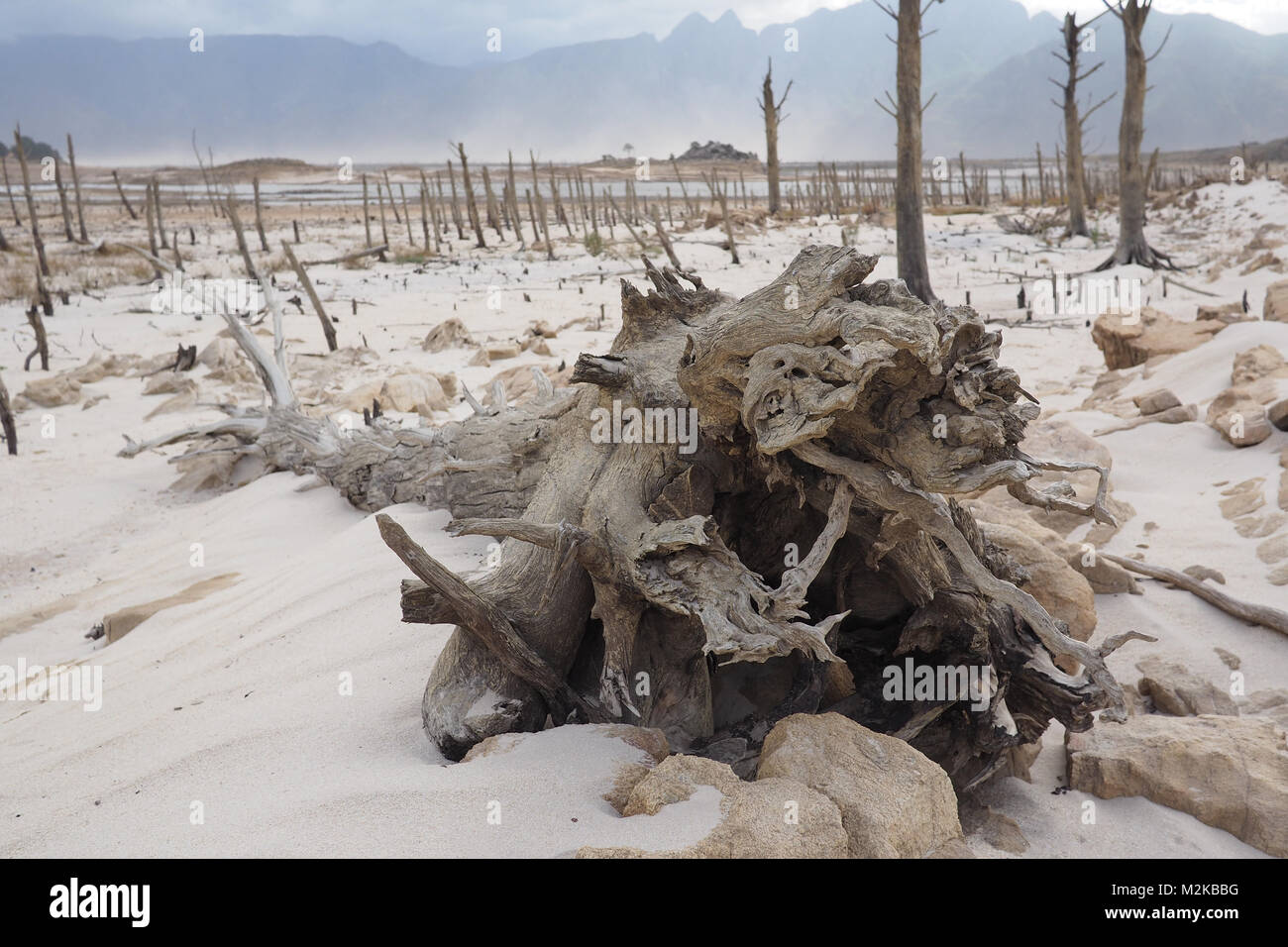 desert trees in a dry dam Stock Photo - Alamy