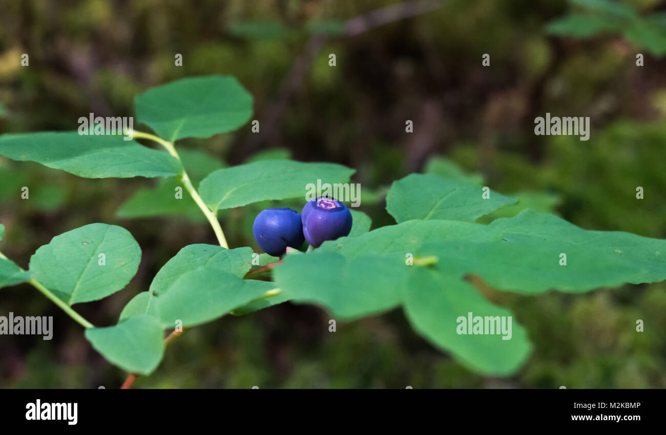 GIRDWOOD, ALASKA - JULY 26 - Two wild blueberries are ready for picking ...