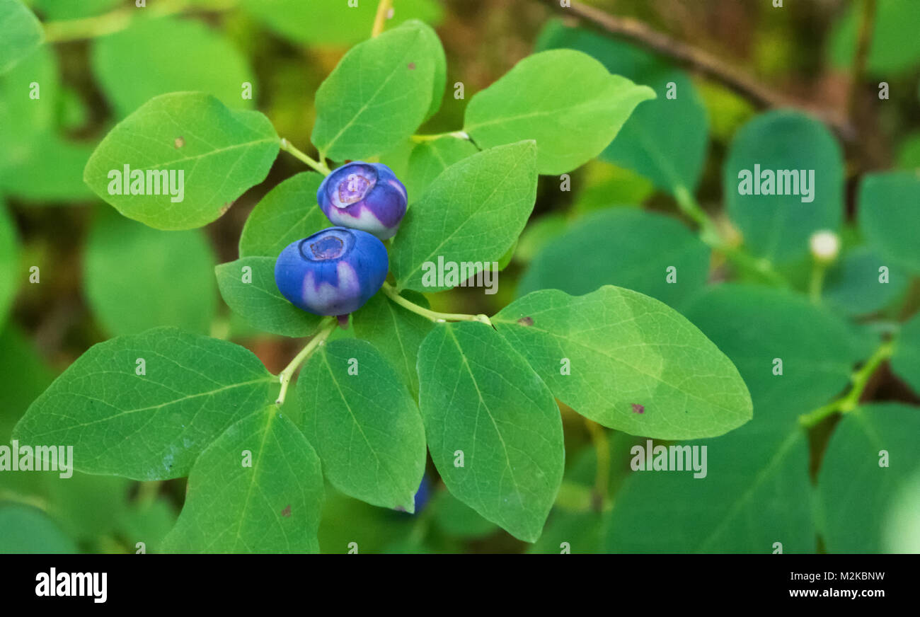 Wild blue berries ripen in the Alaskan boreal rainforest Stock Photo ...