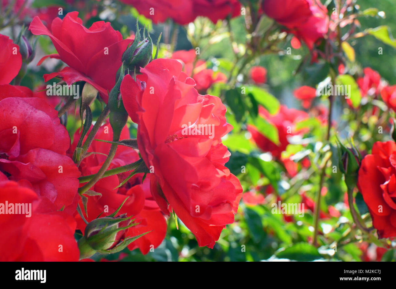 Spring natural background with red roses flowers. The technique of ...
