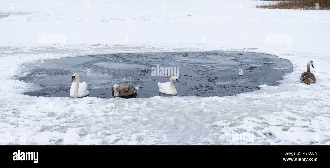 A flock of swans freezes from the cold on a winter ice lake. Wild life ...