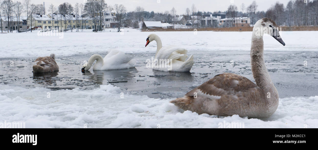 A flock of swans freezes from the cold on a winter ice lake near ...