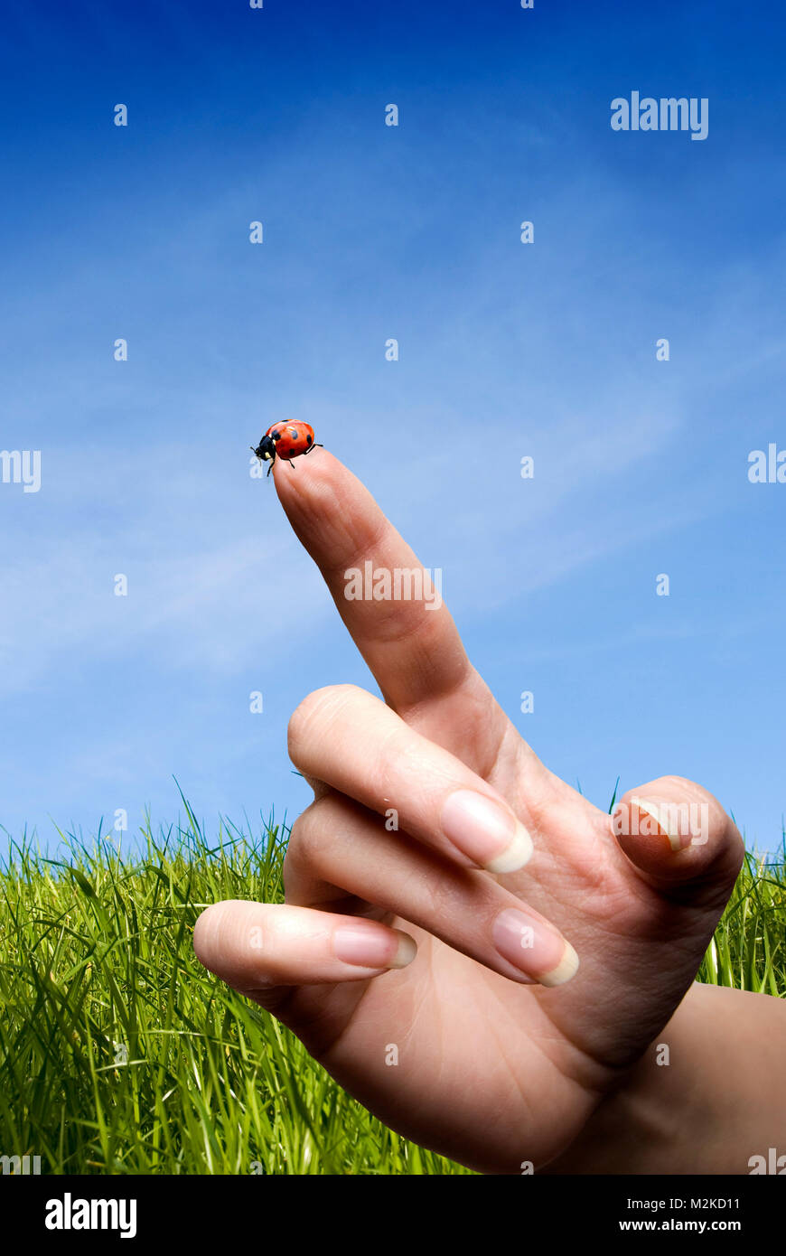 female hand with a ladybug on its finger Stock Photo - Alamy