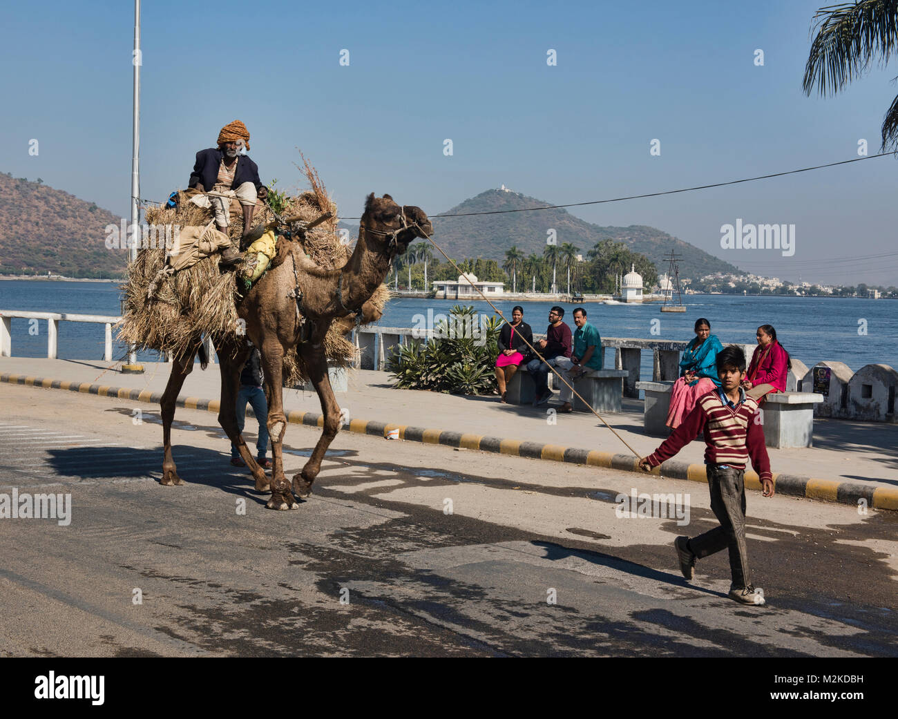 Camel transport along Fateh Sagar Lake, Udaipur, Rajasthan, India Stock ...