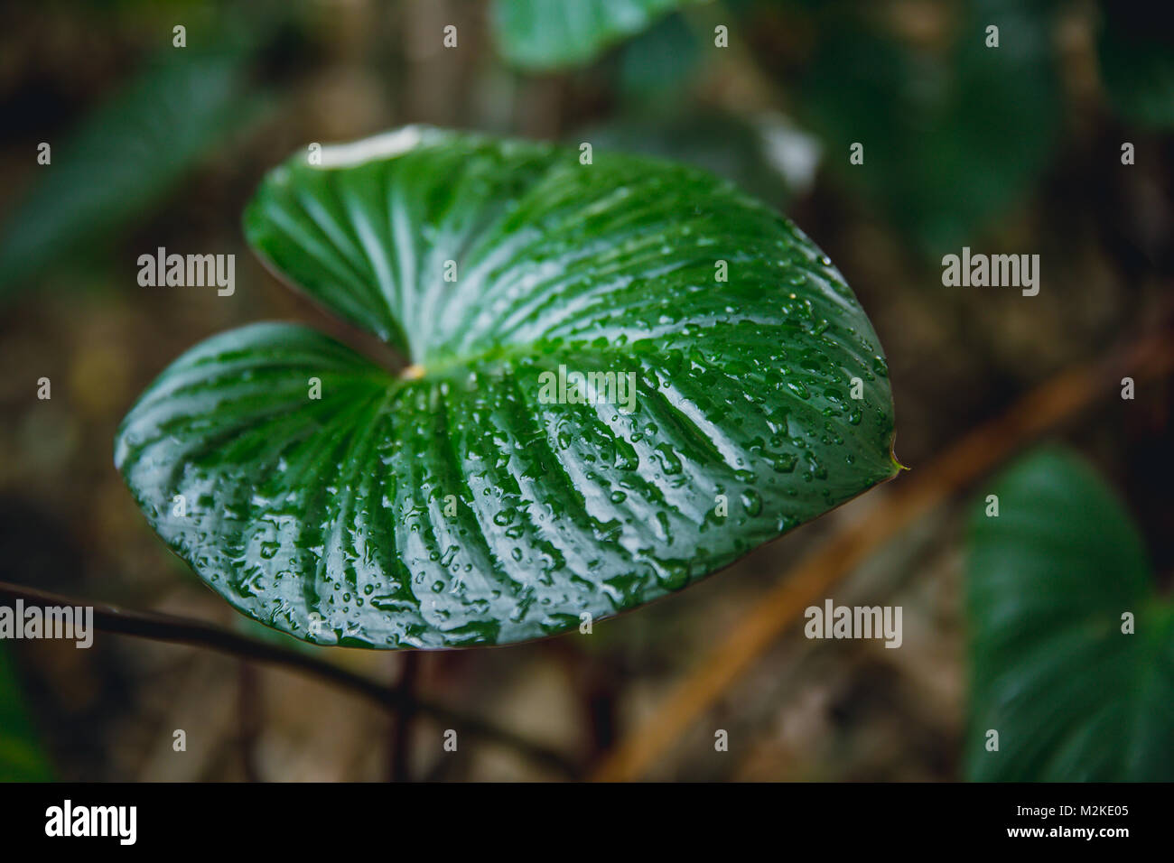 Green fresh wet drop on left tropical plant in botany garden Stock ...