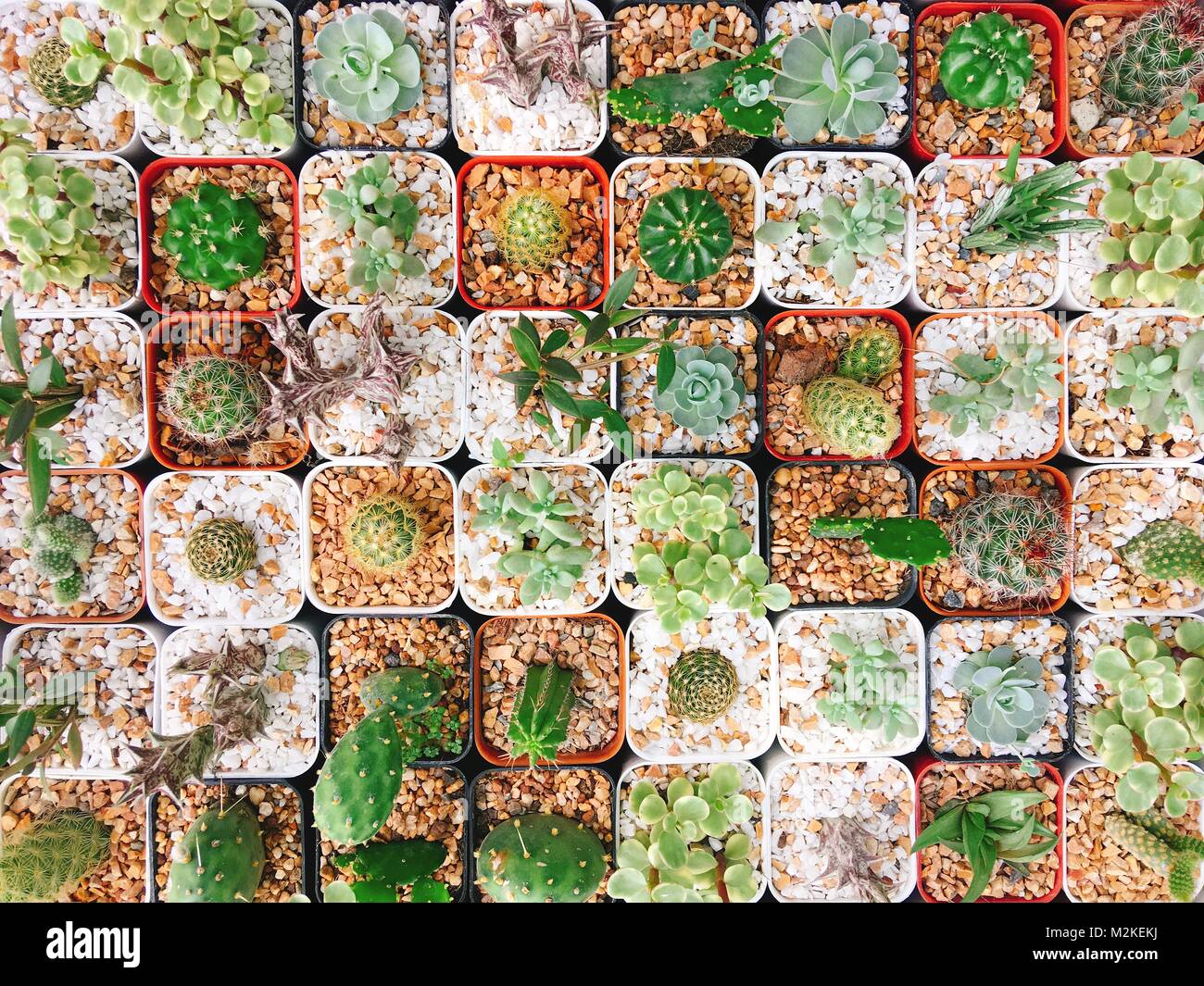 Baby Cactus species pot tile pattern greenery plant for background home ...