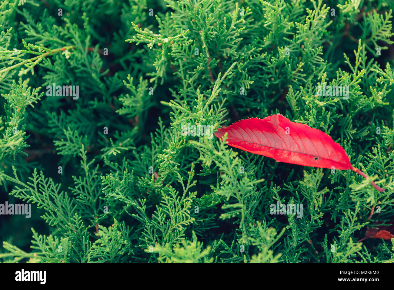 green bush with red fall leaf nature forest wallpaper autumn season ...