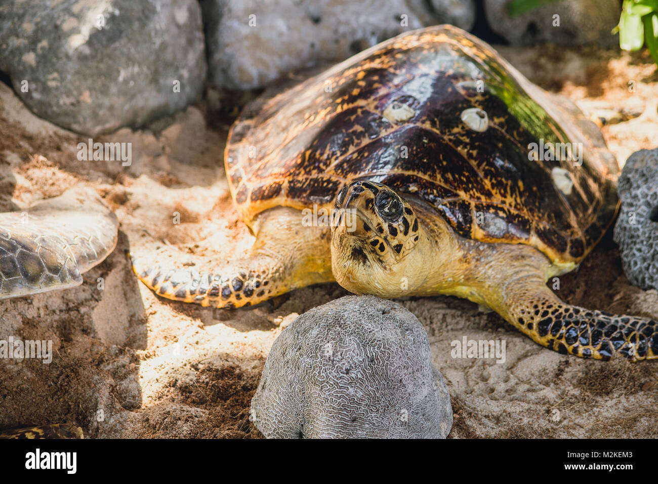 Sea Turtle on the sea beach reserved animals in Thailand Stock Photo ...