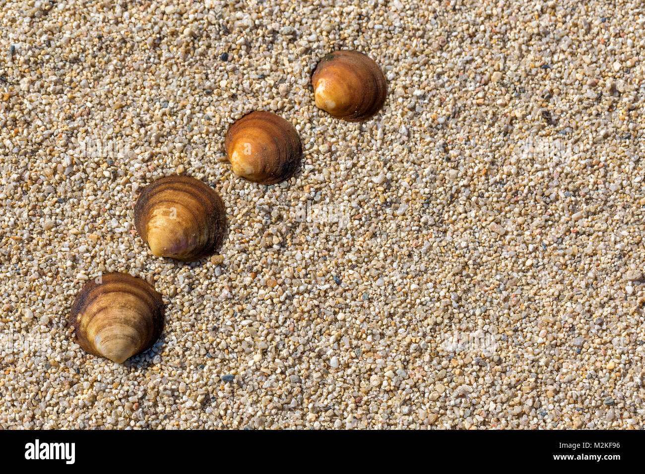 Four sea shells in a row on the sand. Summer beach background. Top view ...
