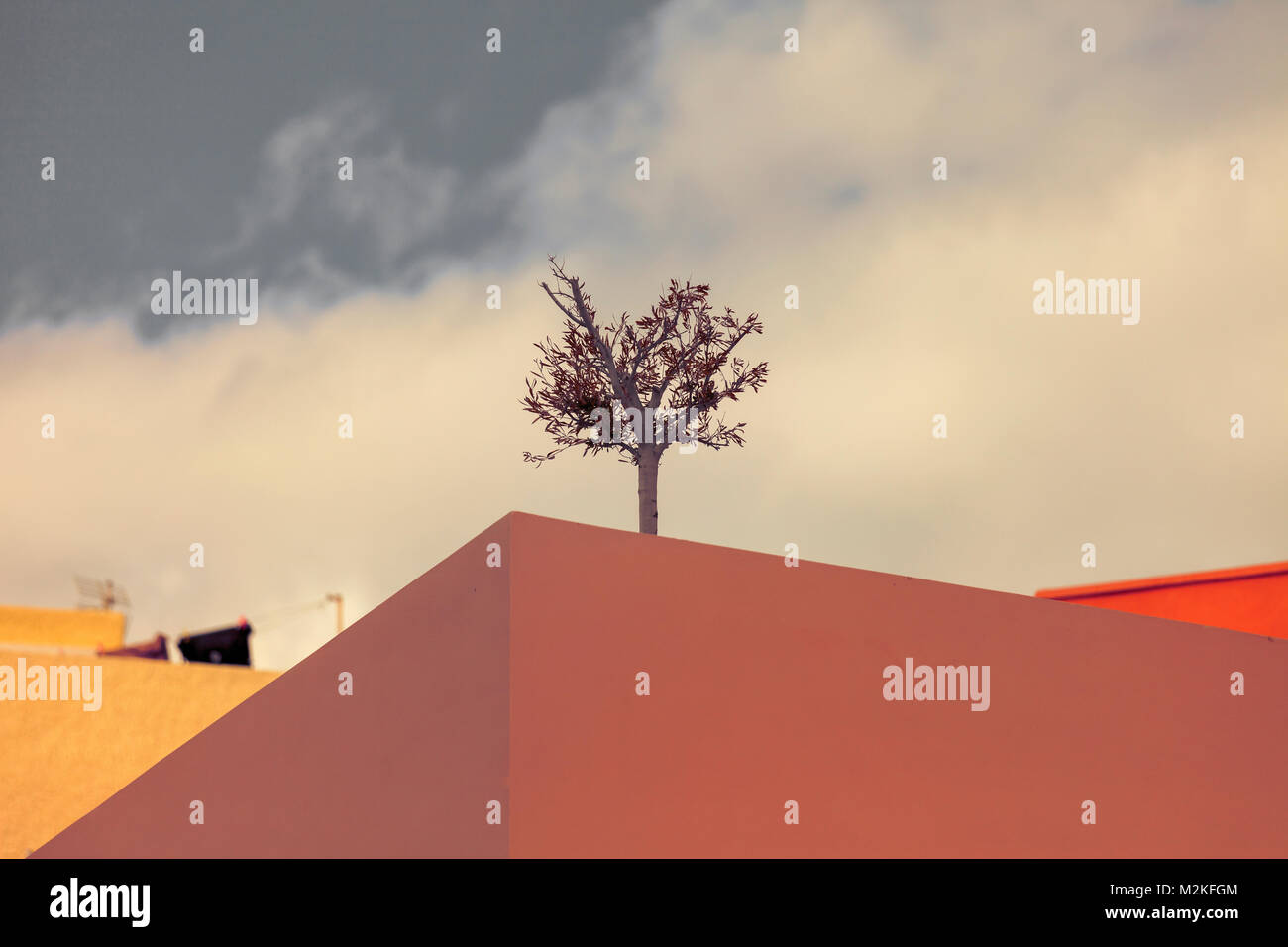 Single Tree on roof top. Cityscape photography Stock Photo - Alamy