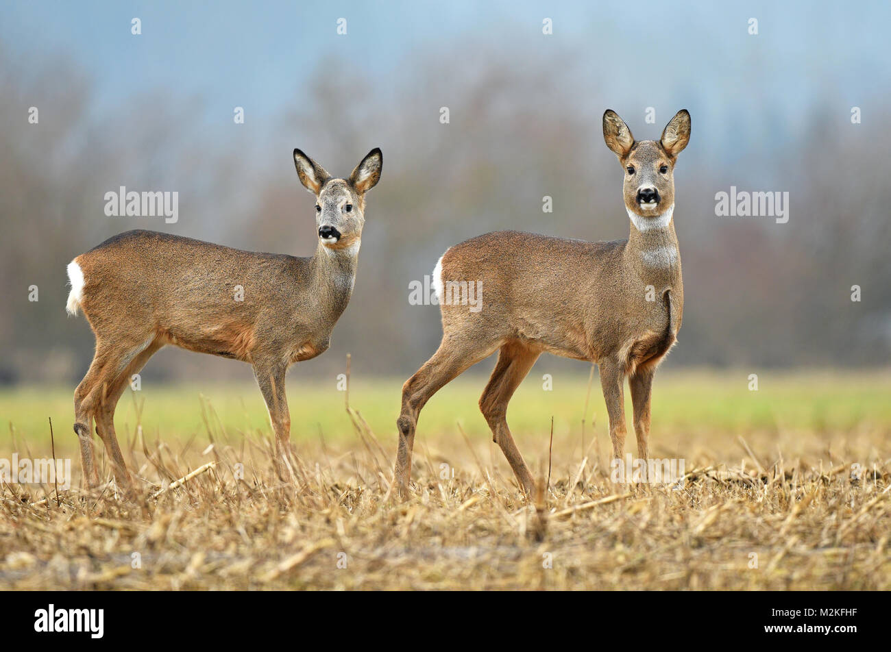 Two roe deer hi-res stock photography and images - Alamy