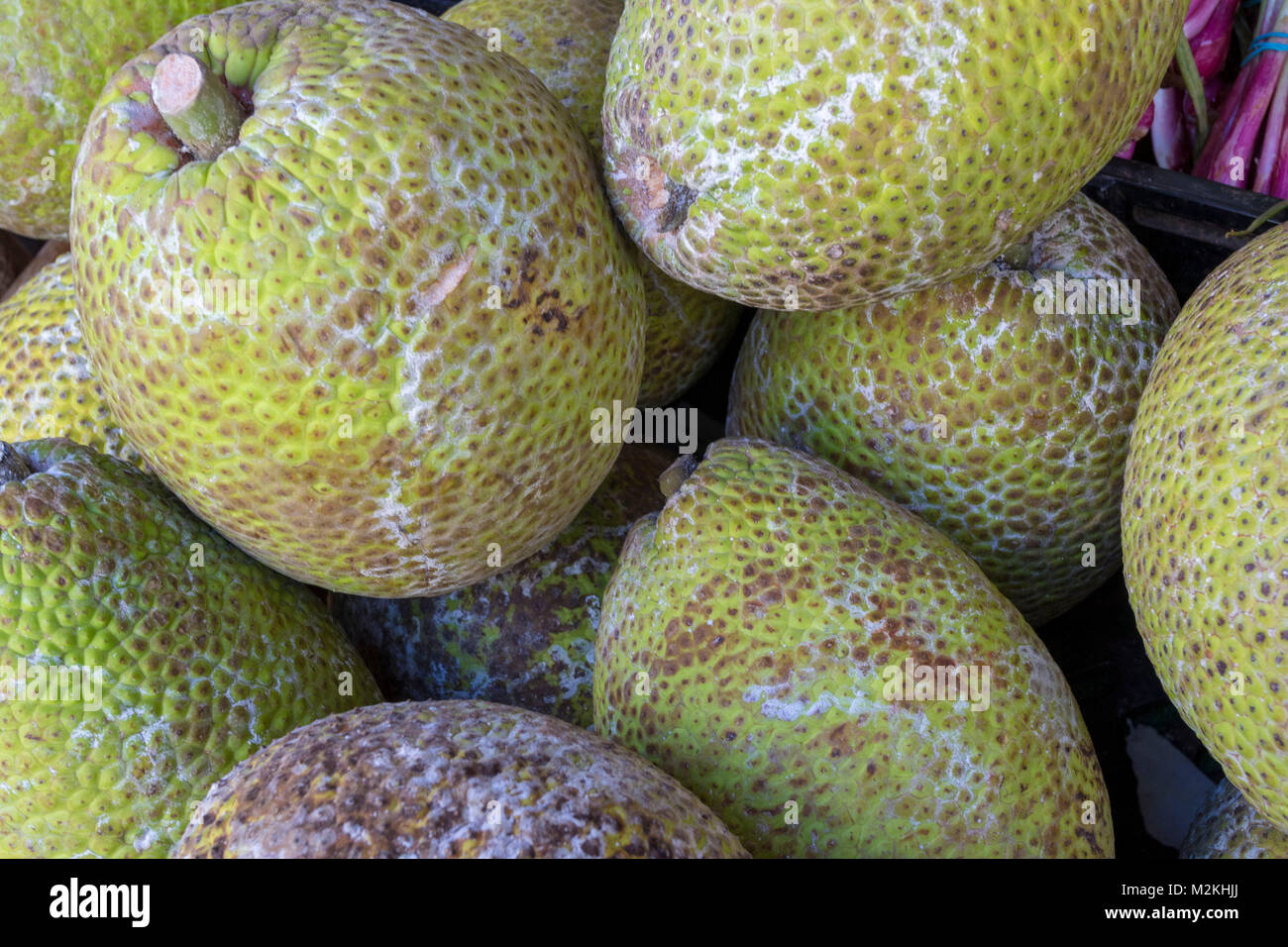 Jamaican breadfruit food photograph Stock Photo - Alamy