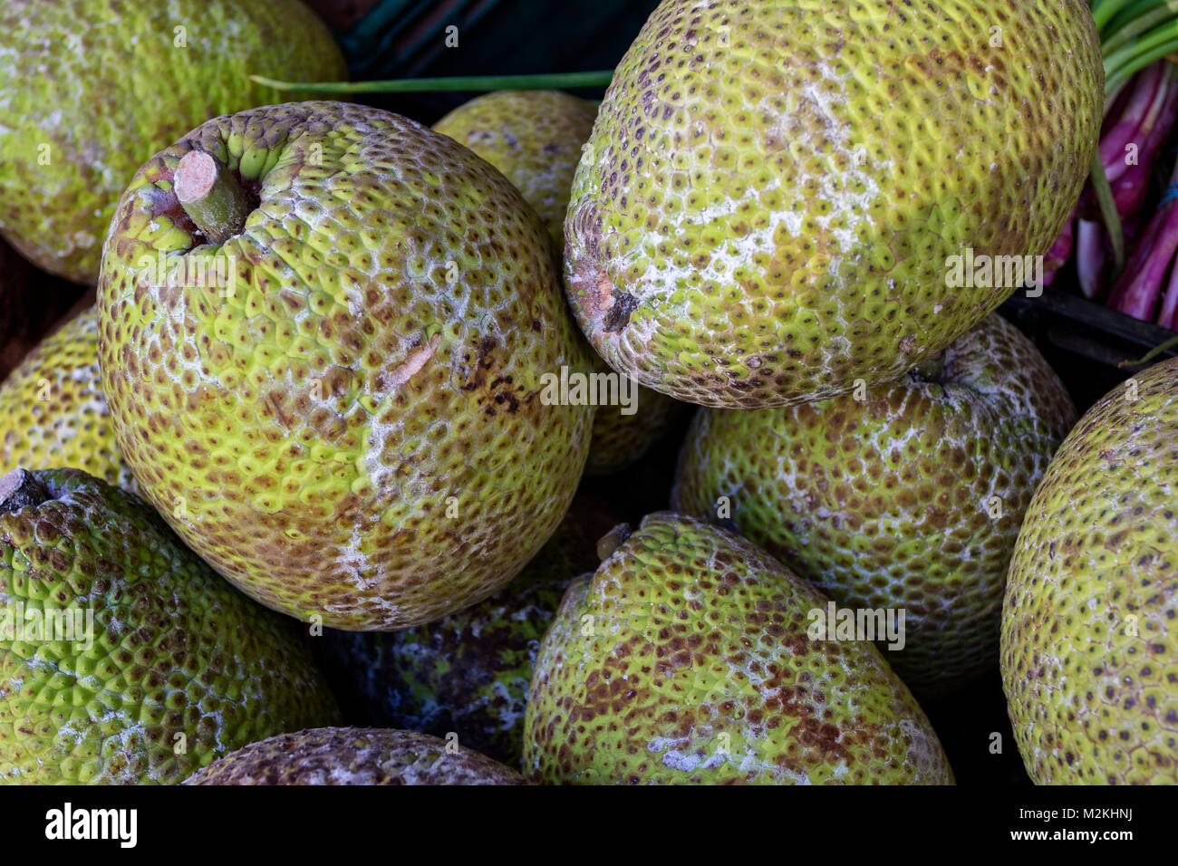 Jamaican Breadfruit