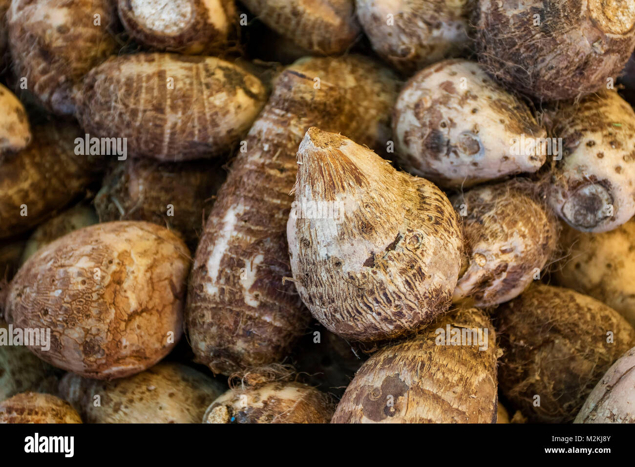 Eddoe High Resolution Stock Photography and Images - Alamy