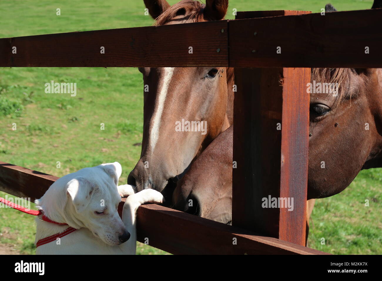 dog meets horses Stock Photo - Alamy