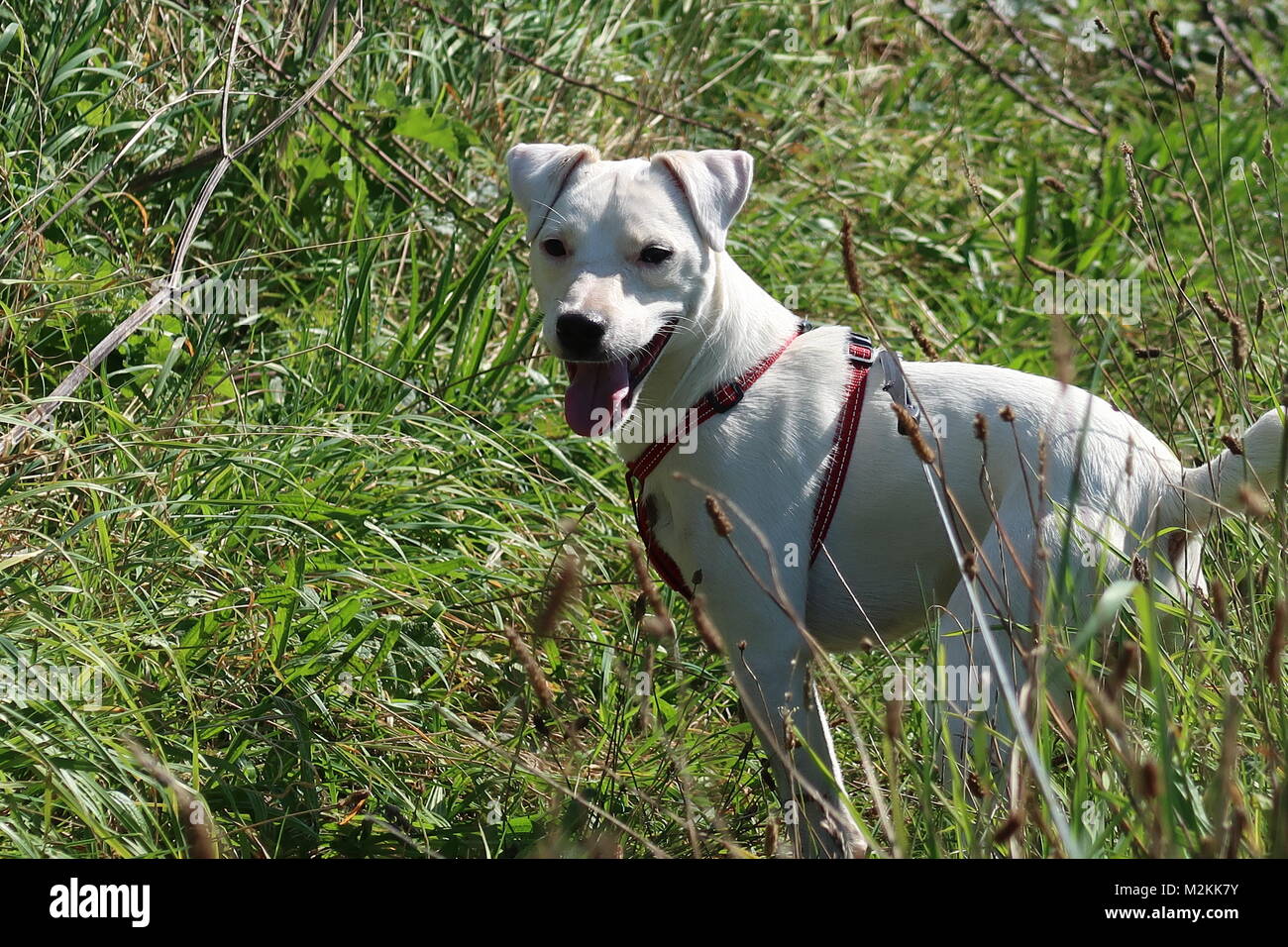 dog in countryside Stock Photo - Alamy