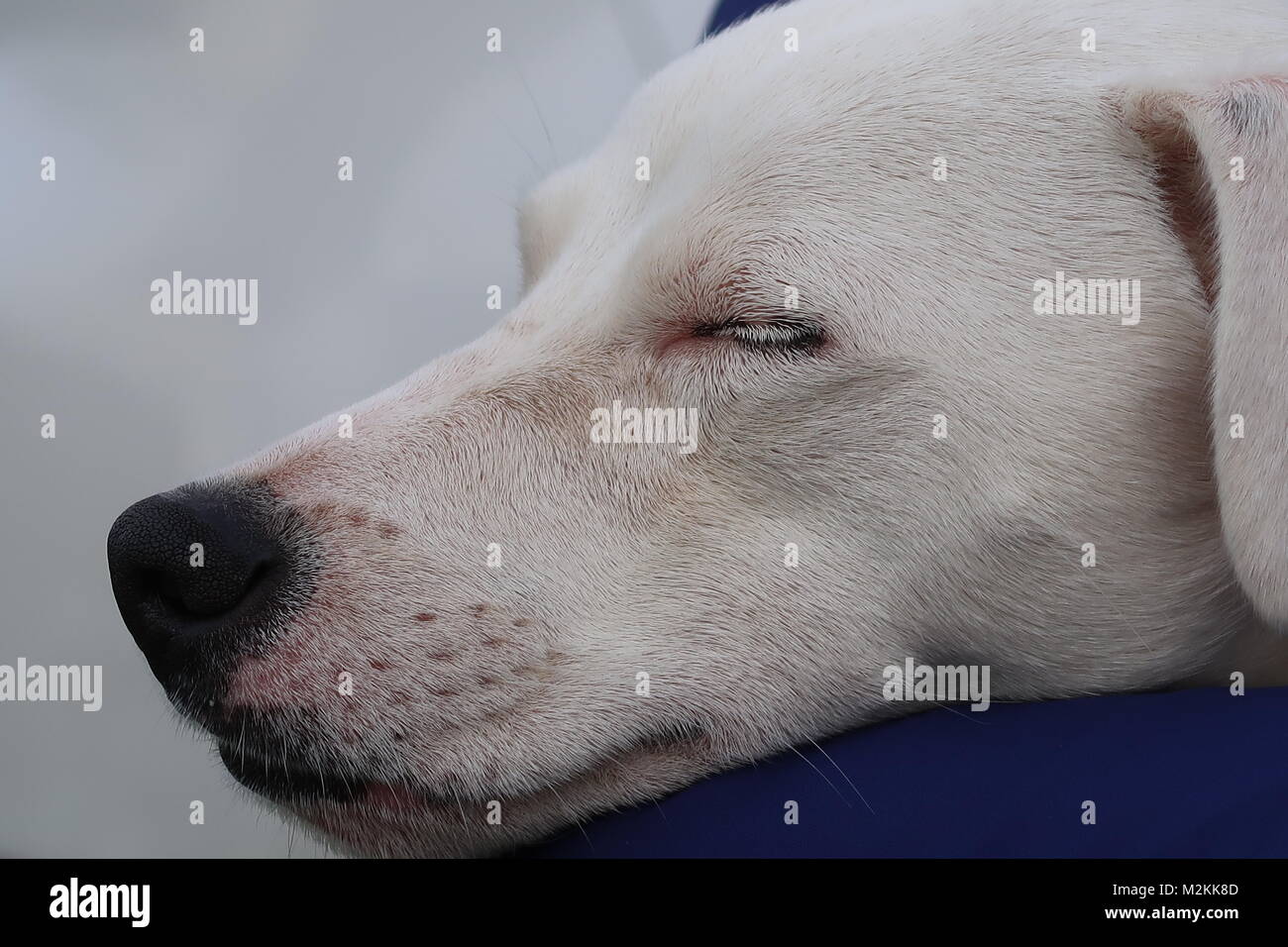dog at rest Stock Photo - Alamy