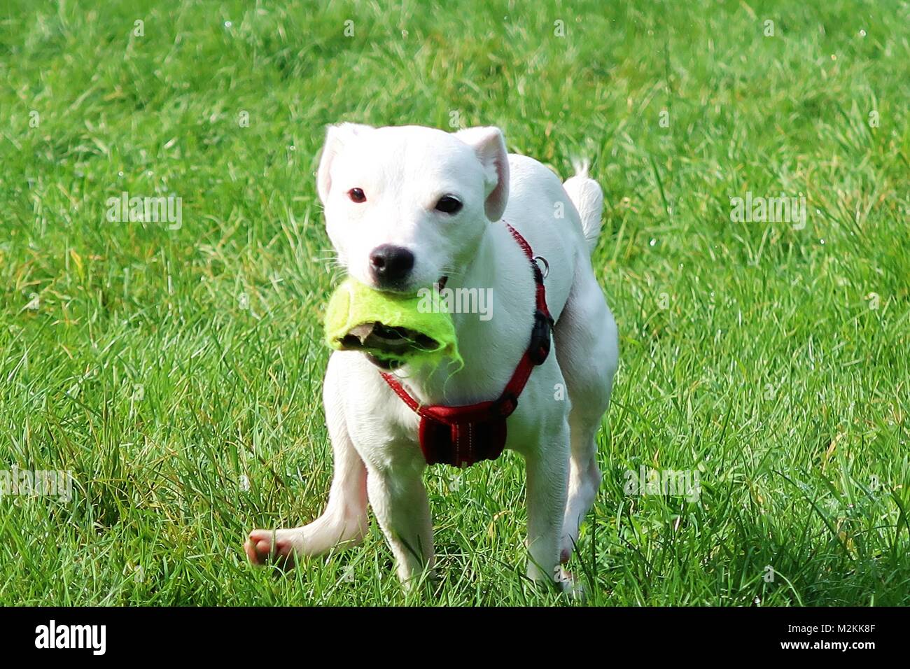 dog in countryside Stock Photo - Alamy