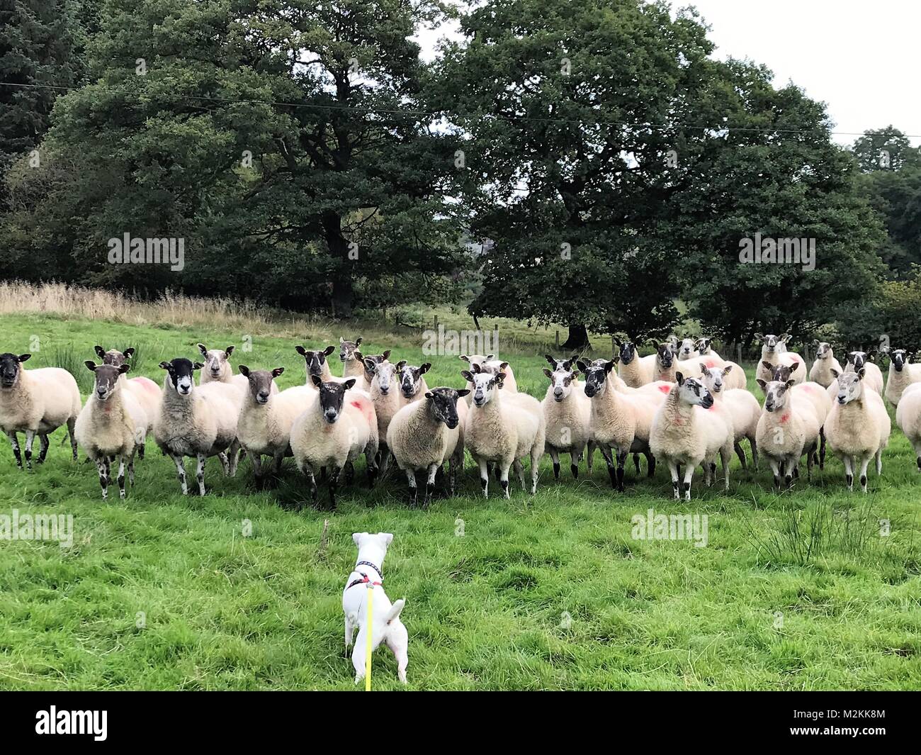 dog meets sheep Stock Photo - Alamy