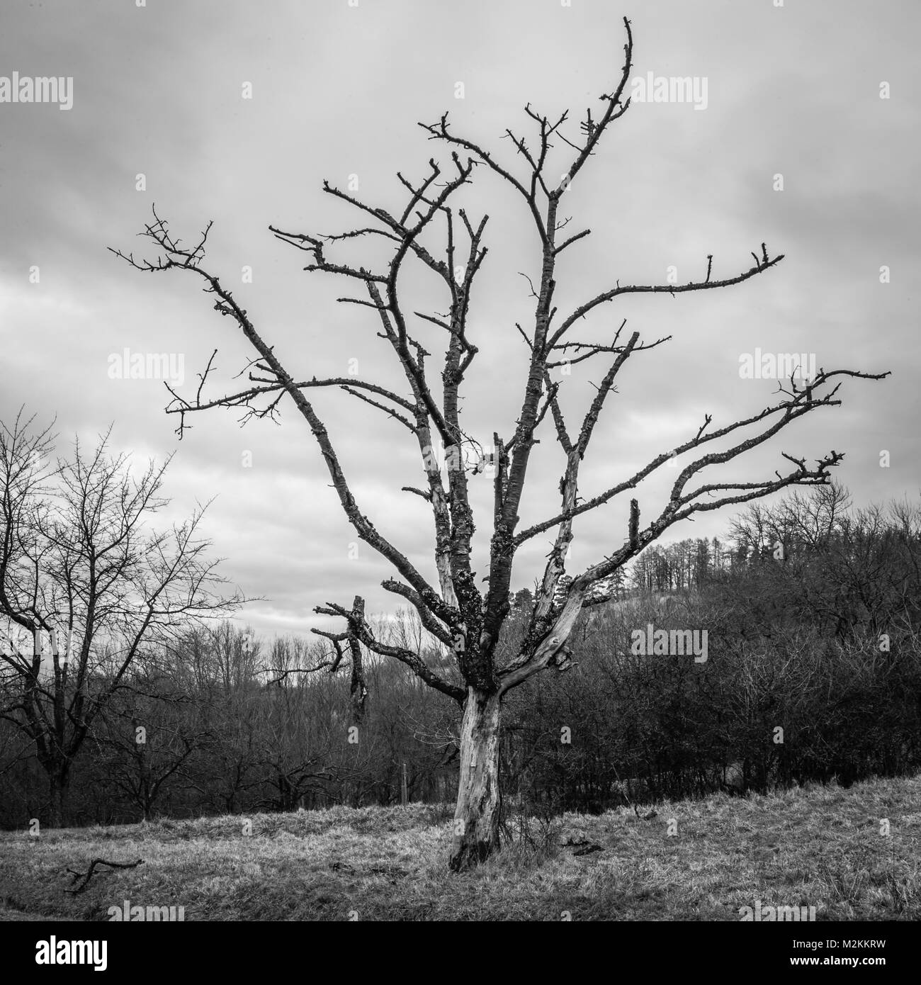 The Lonely Tree Stock Photo - Alamy