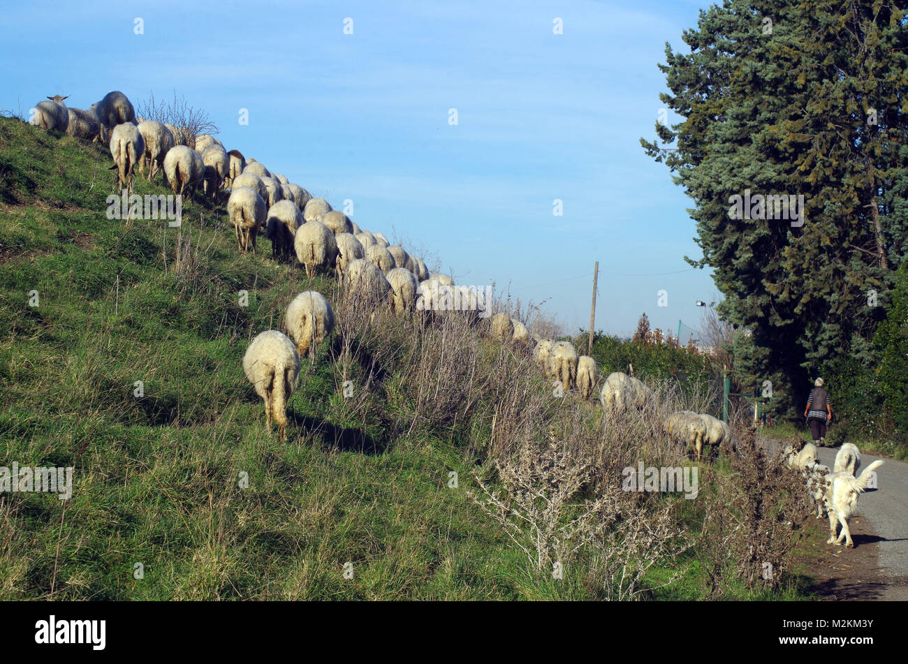 Climbing lamb hi-res stock photography and images - Alamy