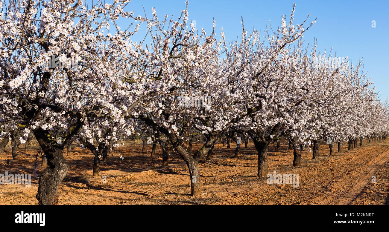 beautiful almond flowers. Almond flower trees at spring Stock Photo - Alamy