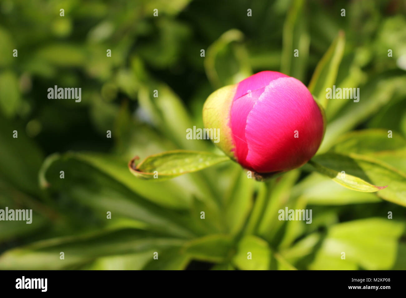 Peonies growing in flower hi-res stock photography and images - Alamy