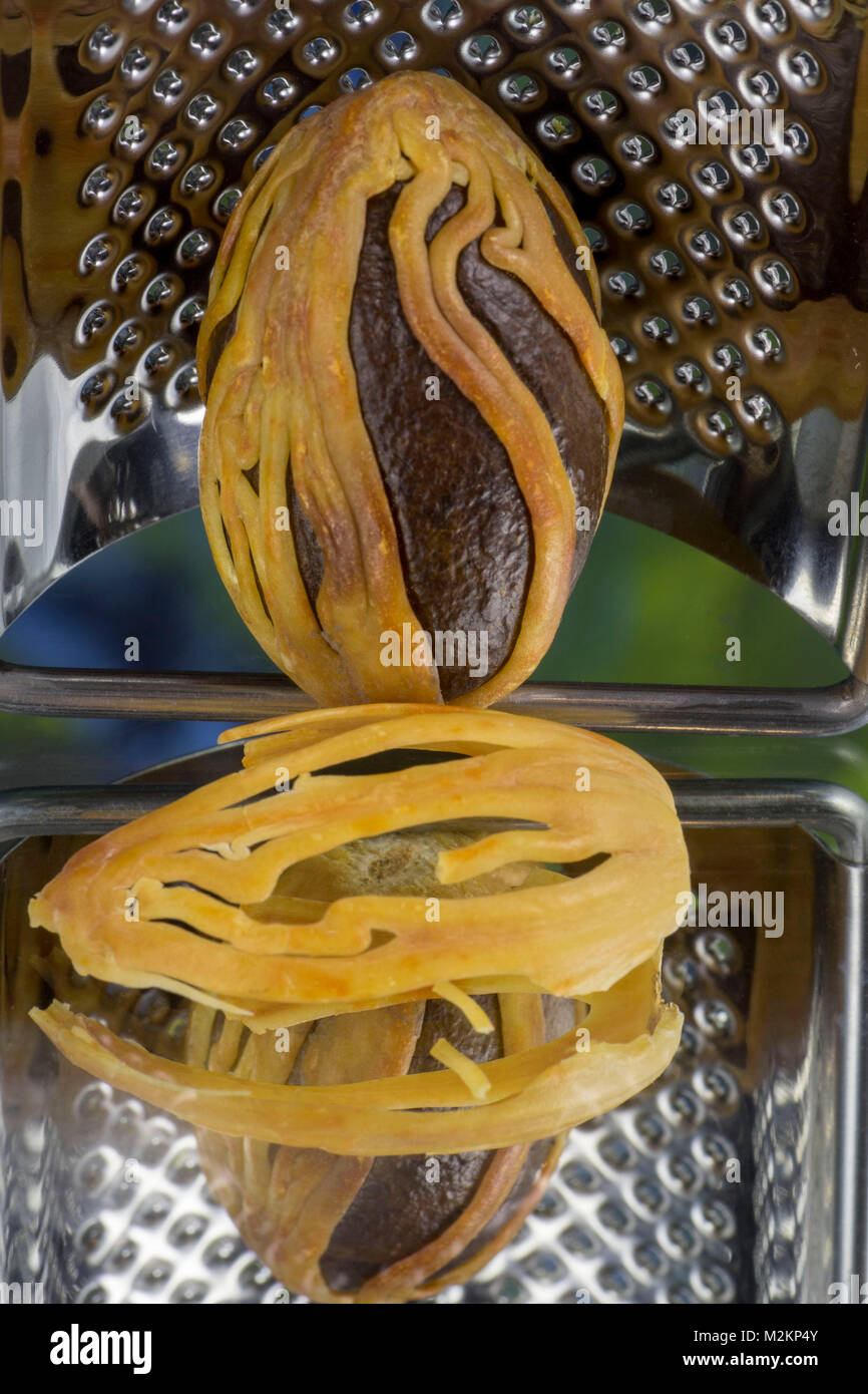 Nutmeg, Mace covering and grater on a reflective background food still ...