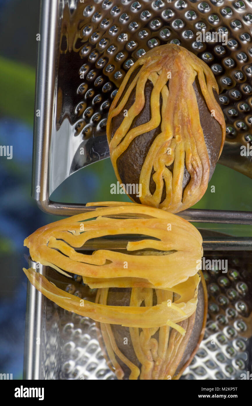 Nutmeg, Mace covering and grater on a reflective background food still ...