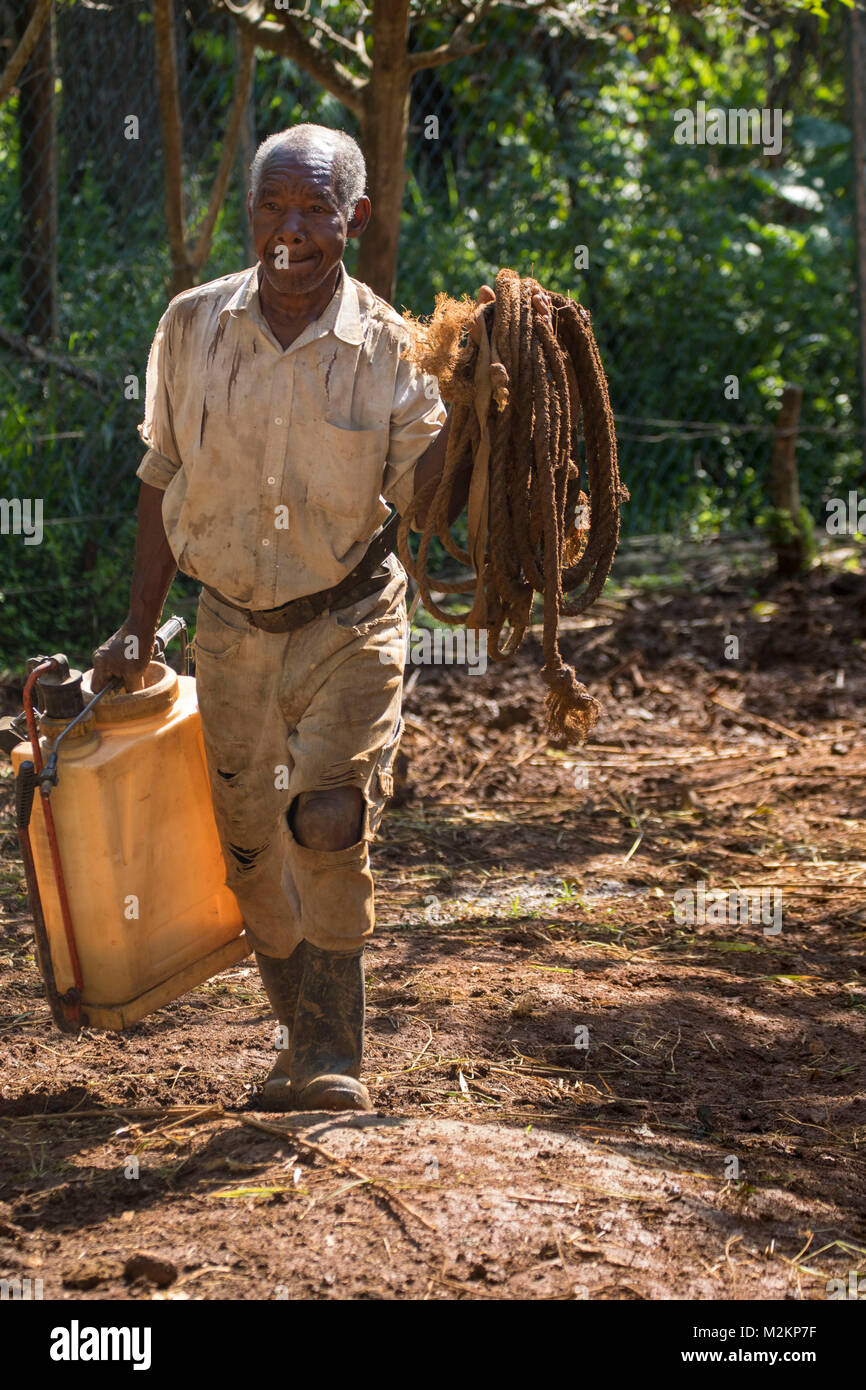 Jamaican red cattle hi-res stock photography and images - Alamy