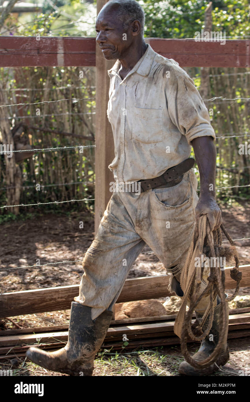 brother "D" Jamaican third age cowboy, Manchester parish, Jamaica,West ...
