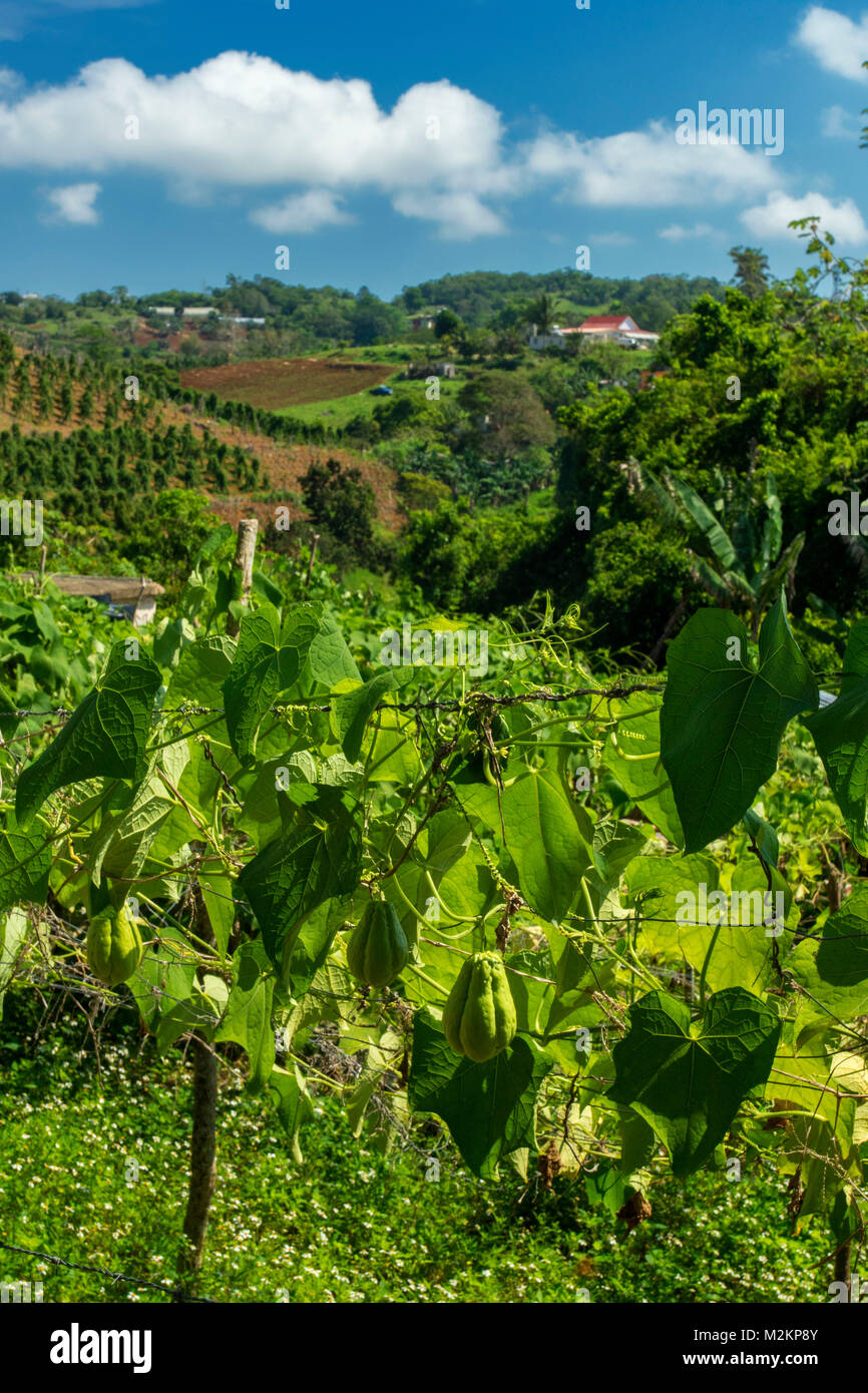 Cho-Cho growing in the sunshine of Manchester parish lush farmland ...