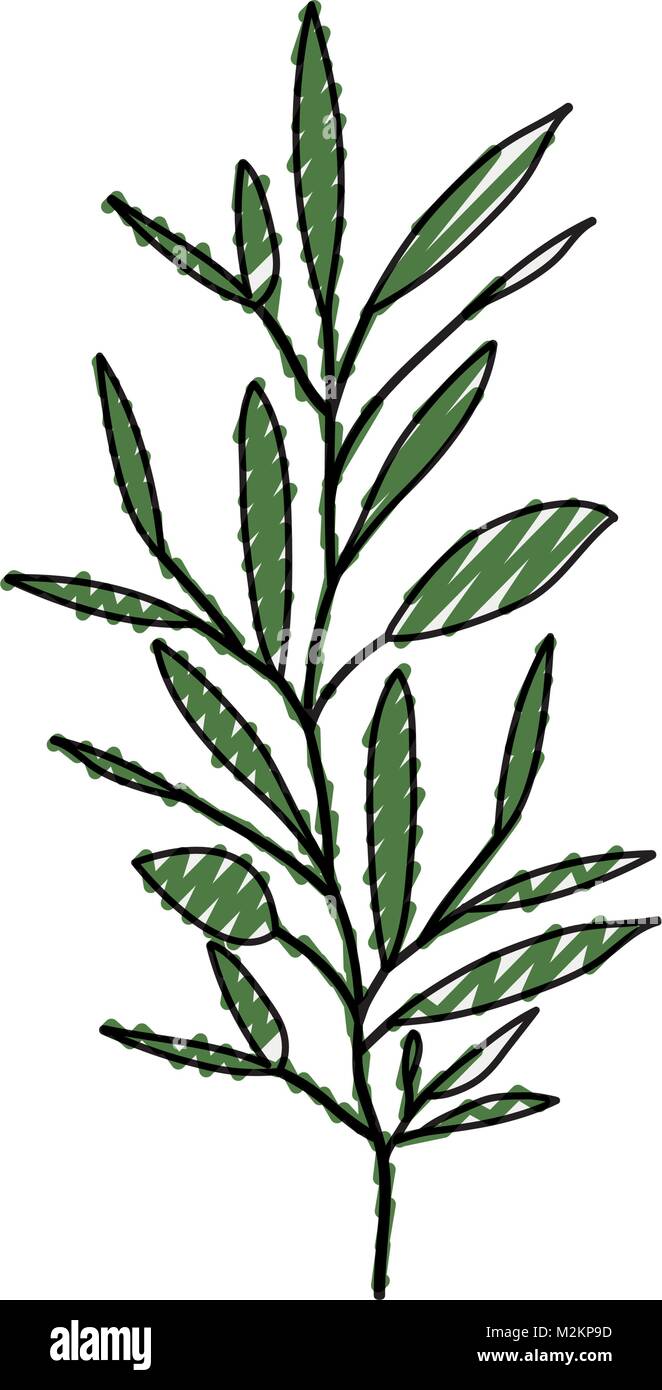 ramification with several leaves on color crayon silhouette Stock ...