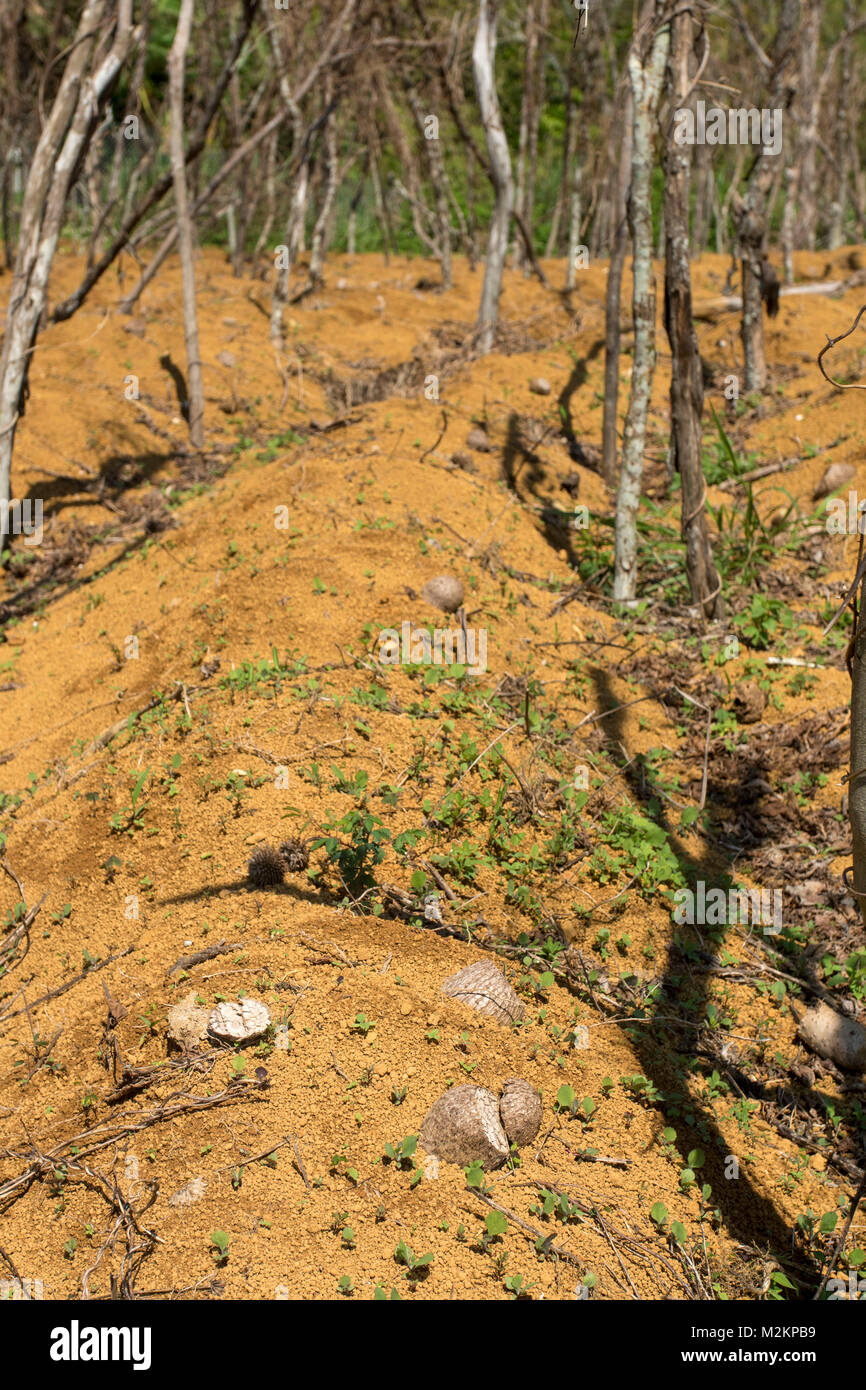 Yam field stakes on the fertile soil of Manchester parish in the spring ...