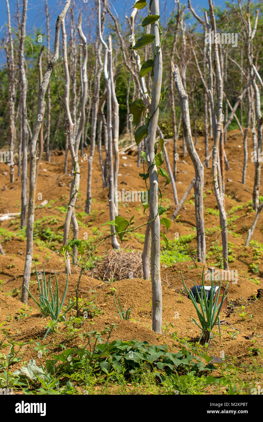 Yam field stakes on the fertile soil of Manchester parish in the spring ...