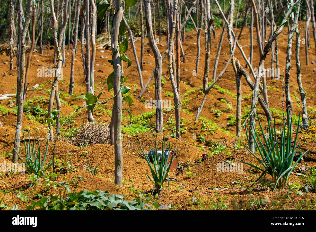 Yam field stakes on the fertile soil of Manchester parish in the spring ...