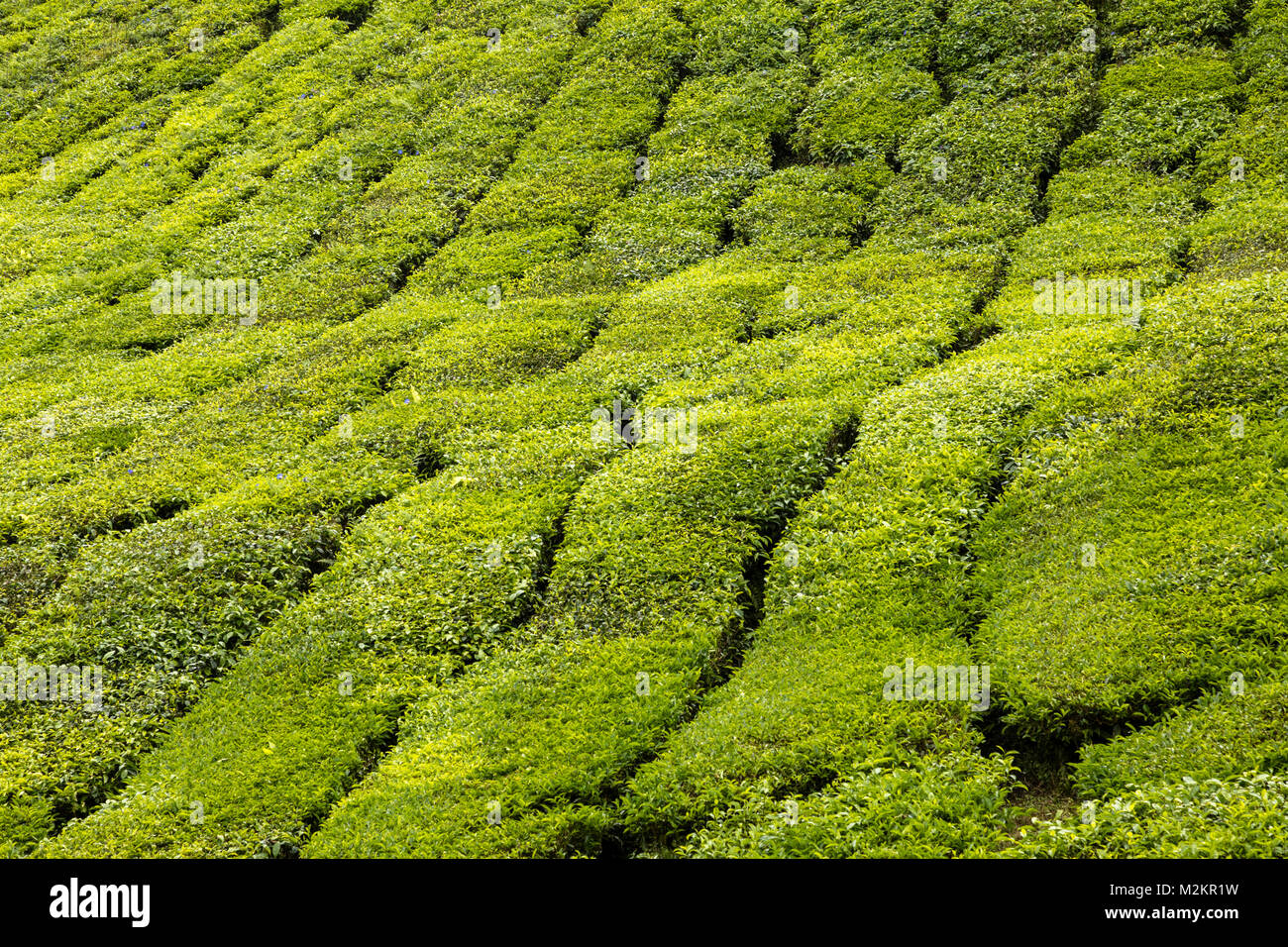 Tea farm at Cameron Highland Malaysia Stock Photo - Alamy