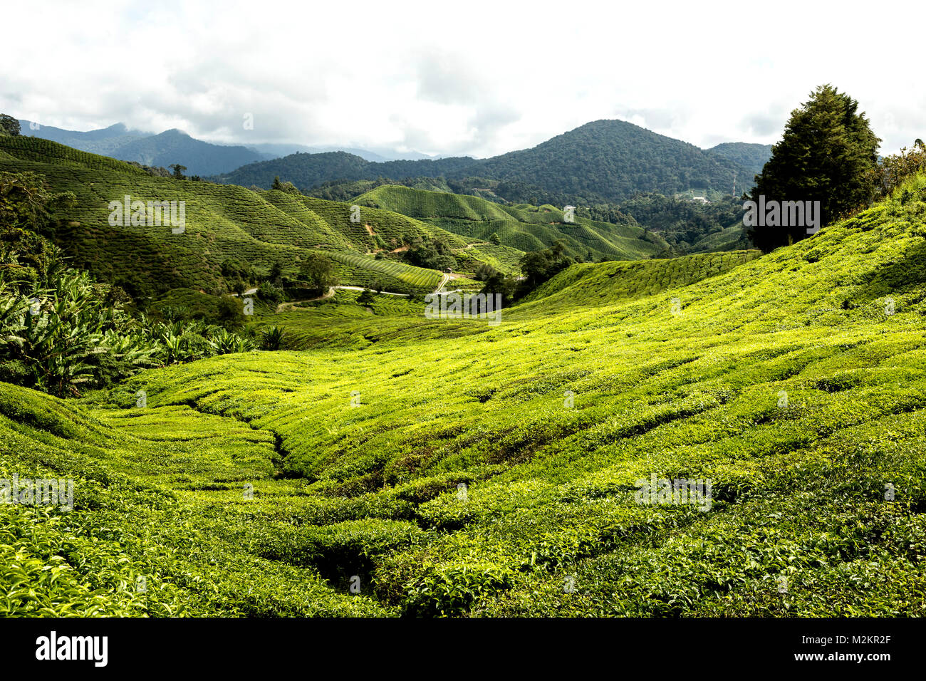 Green Tea Plantations at Cameroon Highlands in Malaysia Stock Photo - Alamy