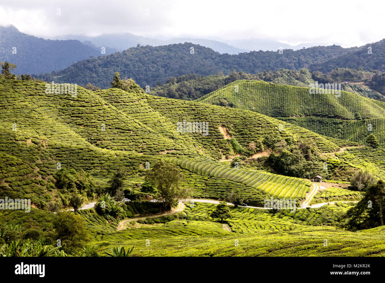 Green Tea Plantations at Cameroon Highlands in Malaysia Stock Photo - Alamy