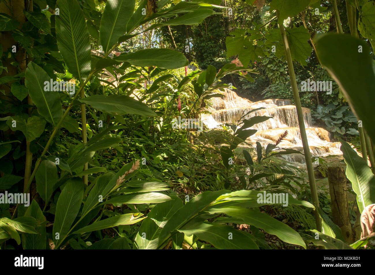 Mahoe falls in the Cayoba botanic gardens, Ocho Rios, Jamaica, West ...