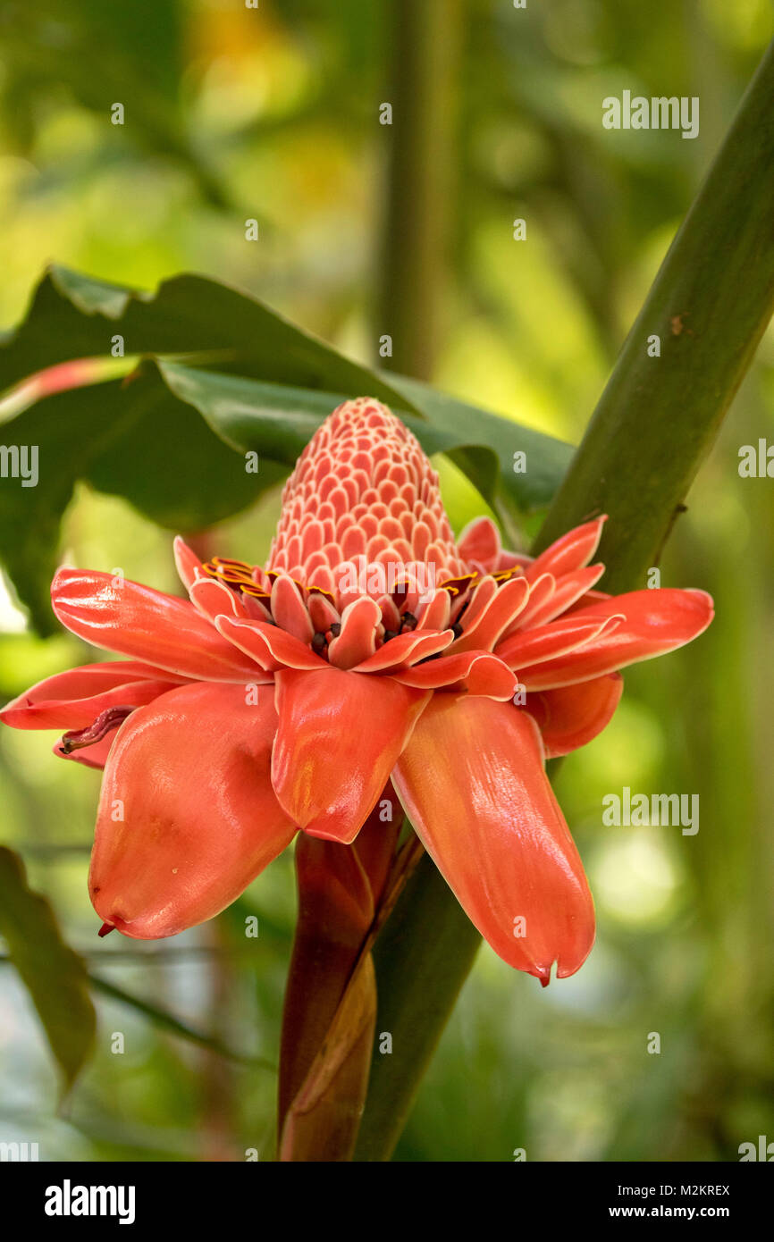 Torch Ginger tropical flower in the Coyaba botanical gardens Ocho Rios ...