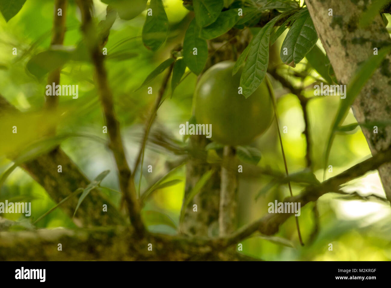 Trees in Coyaba botanic gardens, Ocho Rios, Jamaica, West Indies ...