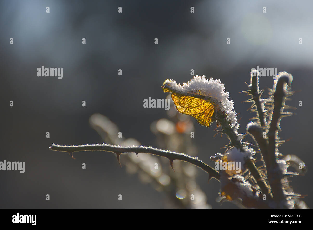 Dry,thorny field rose stem with yellow leaf and frozen snowcap ...