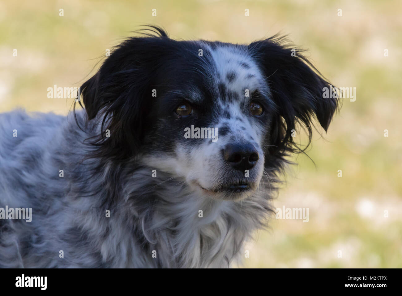 Springer Spaniel Australian Shepherd Mix