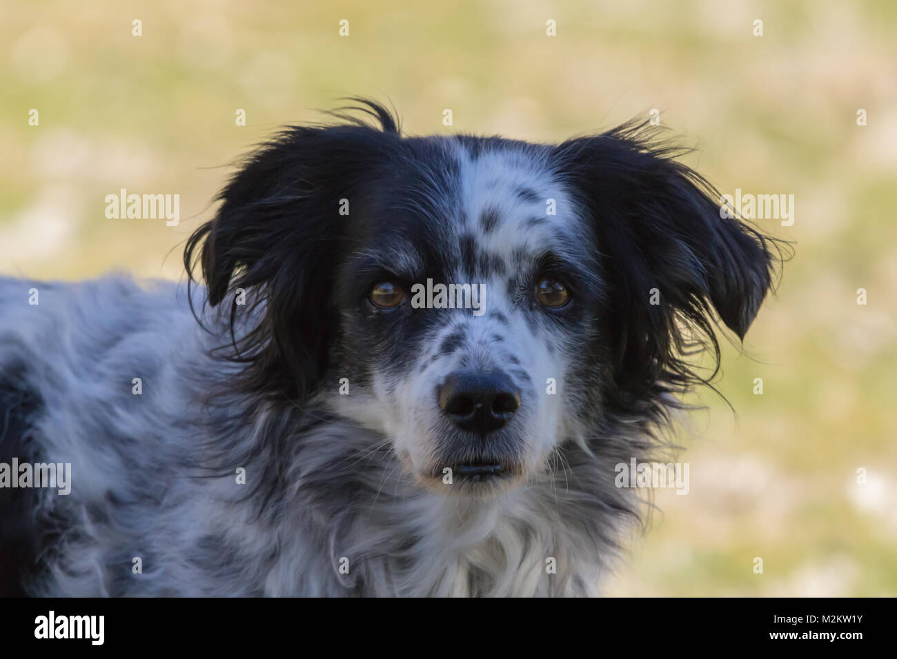 Springer Spaniel Cross, Dog,Canis lupus familiaris, Adult Male Dog ...