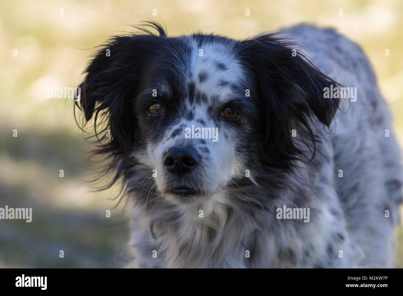 Cross springer spaniel hi-res stock photography and images - Alamy